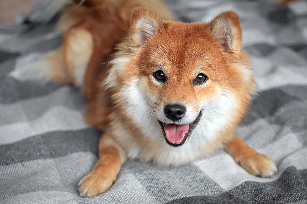 Shiba Inu: características, cuidados, alimentación y carácter. Tu Guía ...